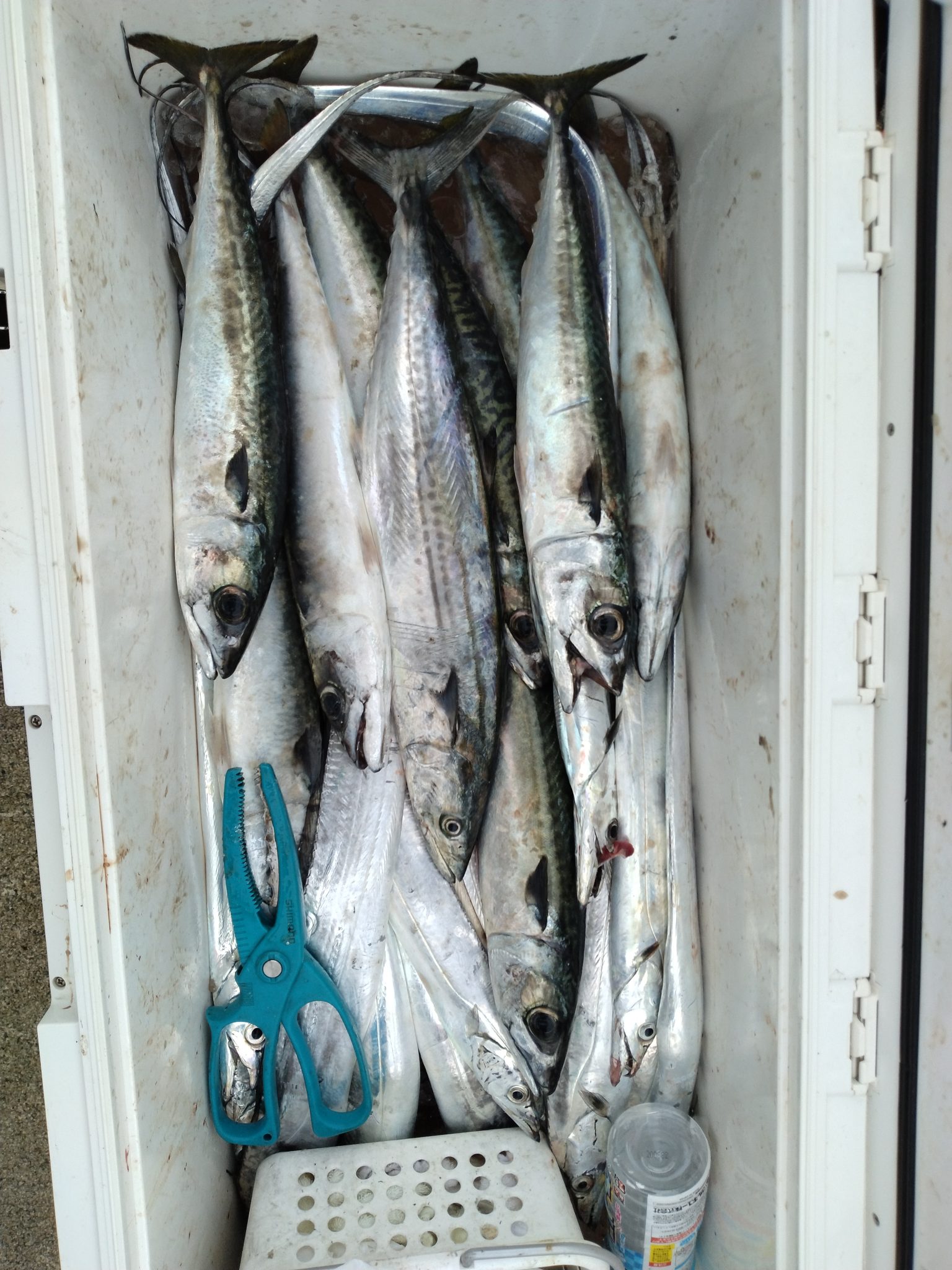 DSC_0104.jpg | 釣り船 幸導丸 (こうどうまる)